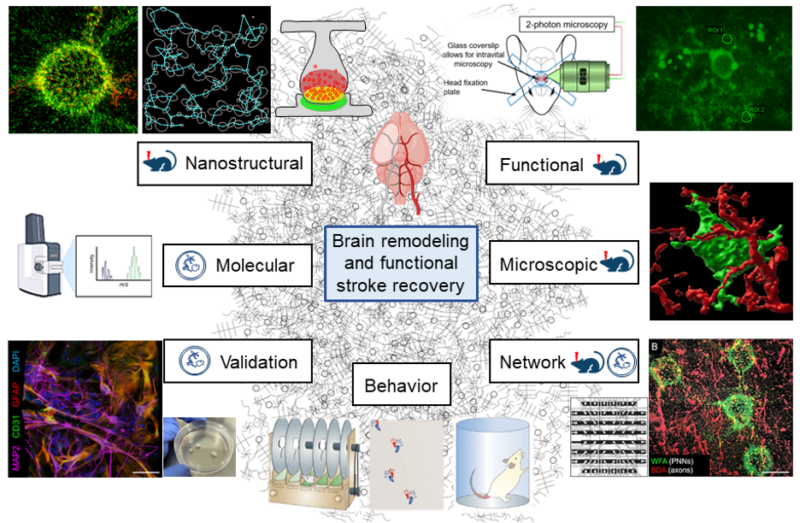 Neuron-glia interactions and extracellular matrix post-stroke ...